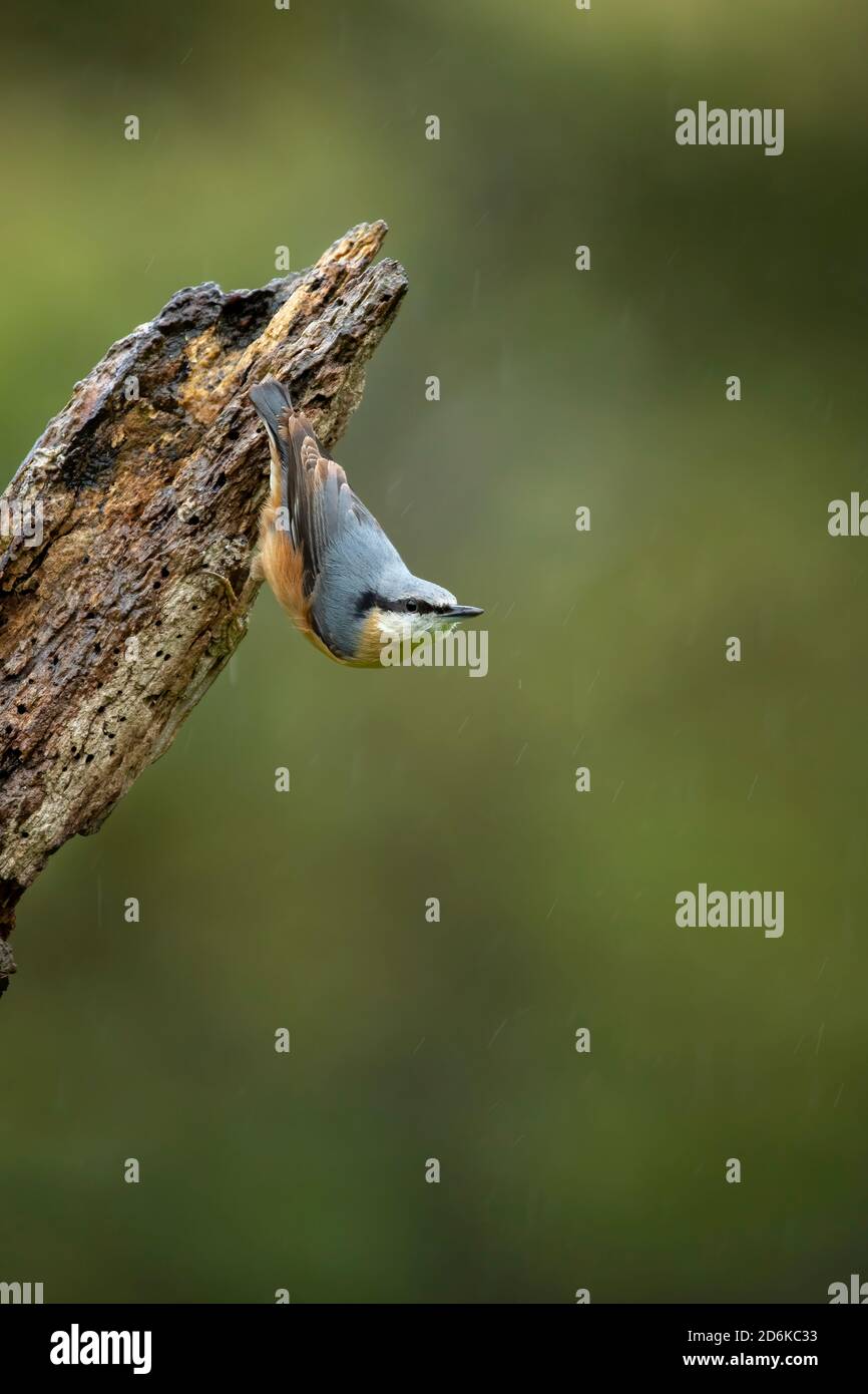 Nuthatch autumn colours hi-res stock photography and images - Alamy