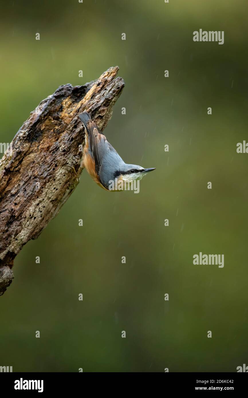 Nuthatch autumn colours hi-res stock photography and images - Alamy