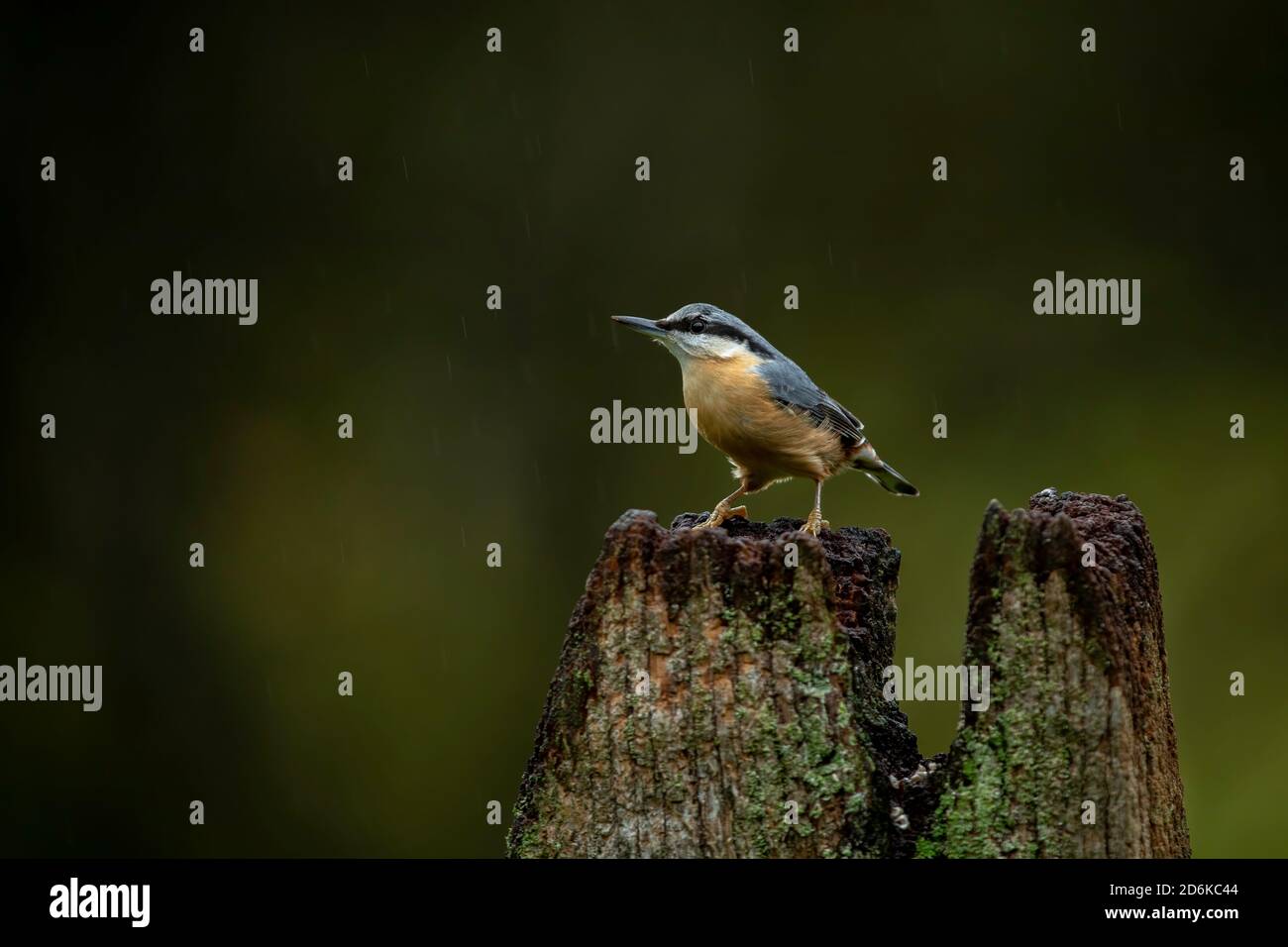 Nuthatch autumn colours hi-res stock photography and images - Alamy