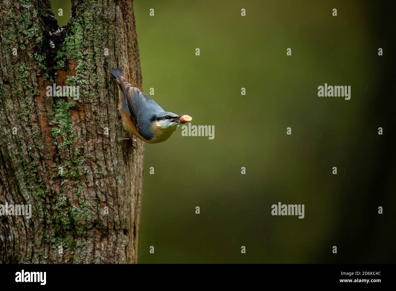 Nuthatch autumn colours hi-res stock photography and images - Alamy