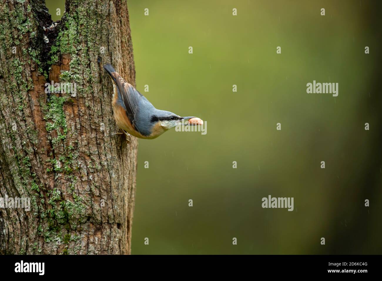 Nuthatch behaviour hi-res stock photography and images - Alamy