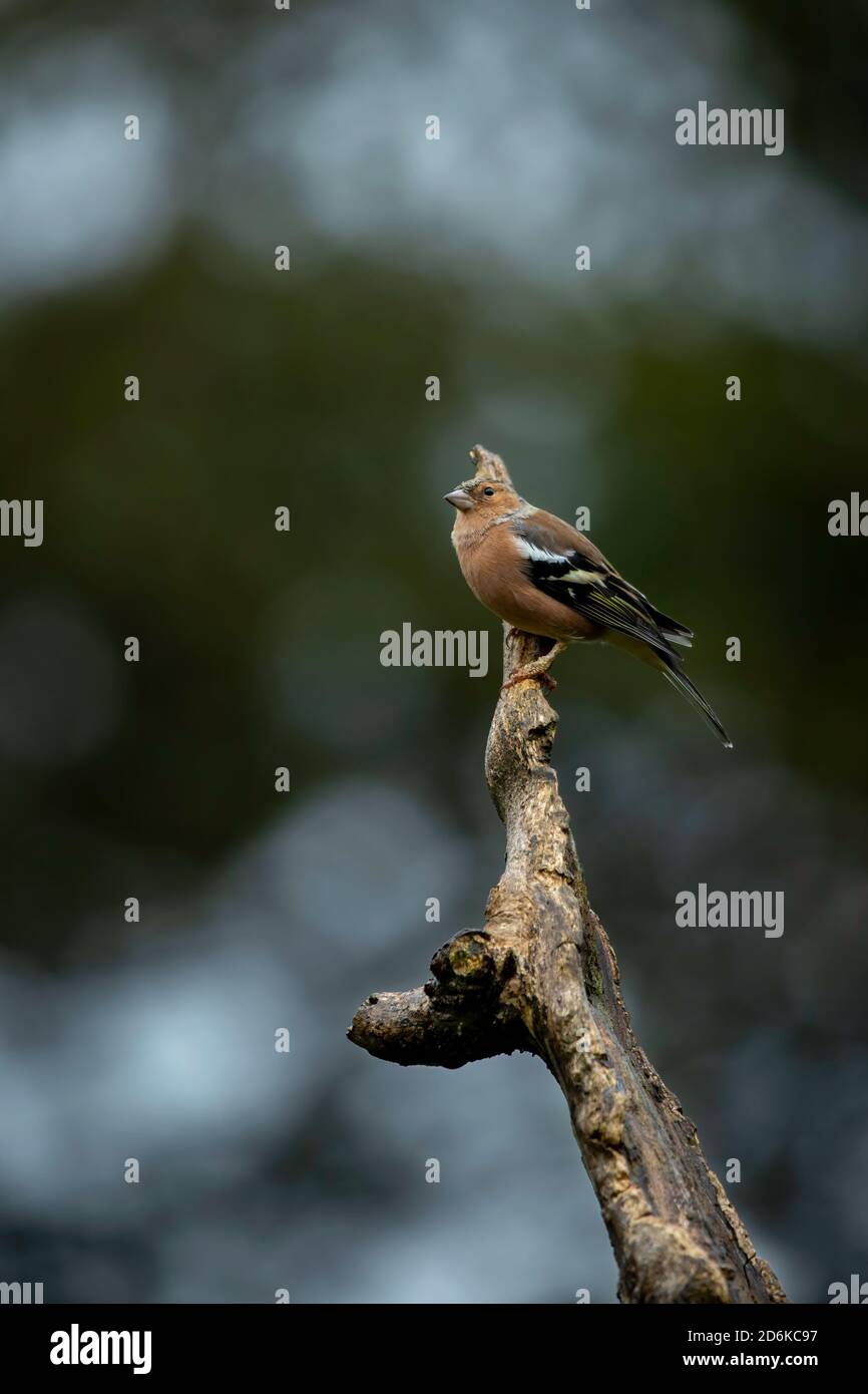 Chaffinch song hi-res stock photography and images - Alamy