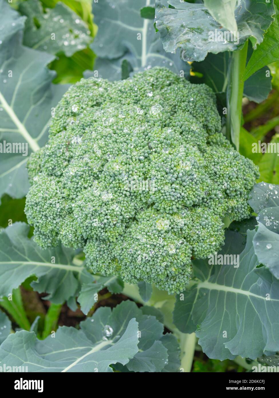 Calabrese hi-res stock photography and images - Alamy