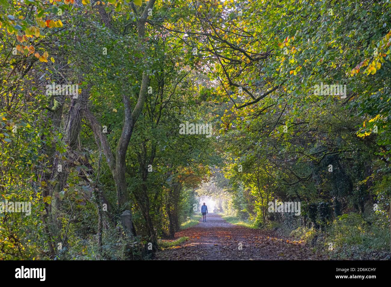 Man walking down a forest path with trees making a tunnel Stock Photo ...