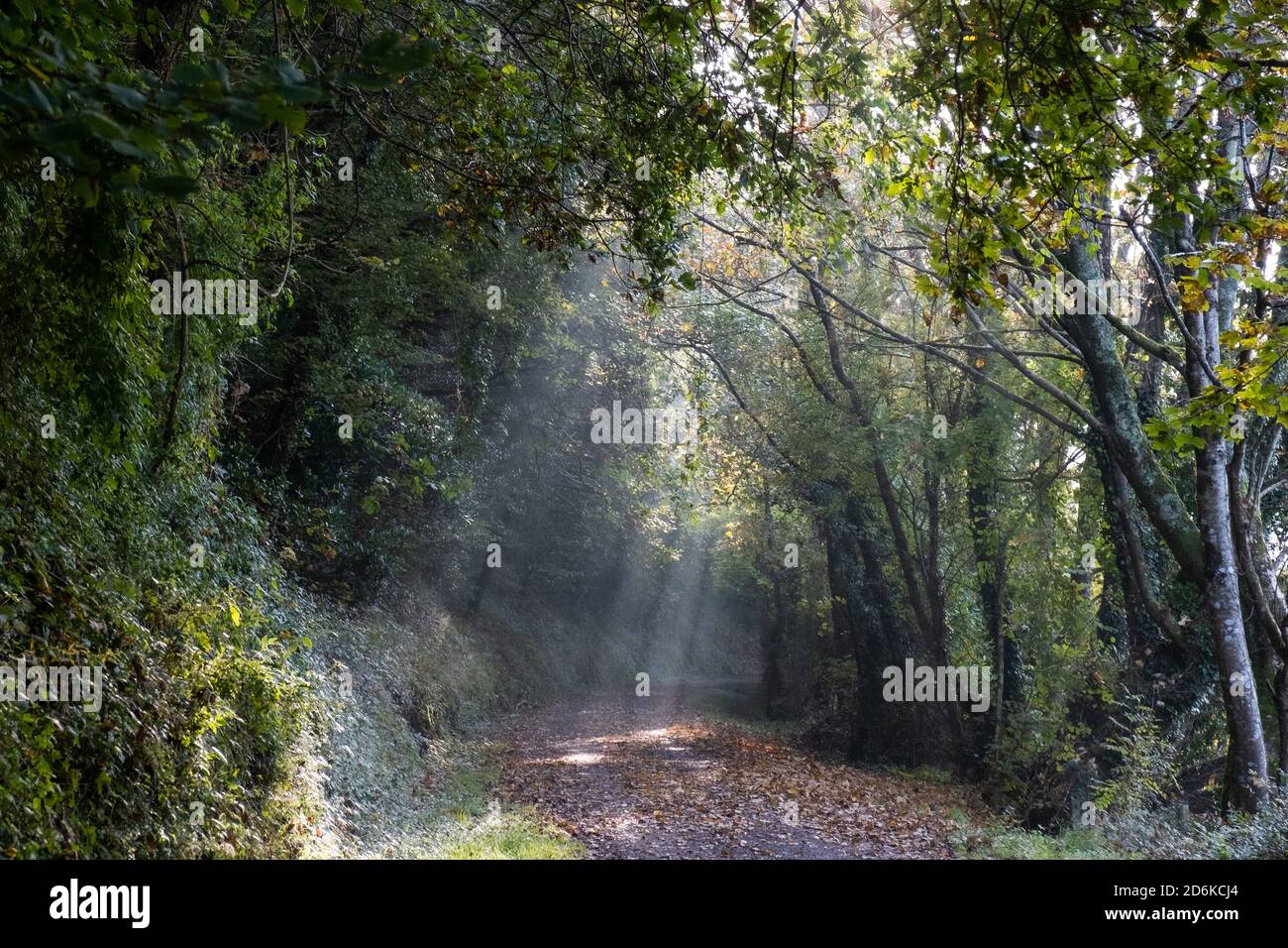 Rays of sunshine shining into forest path through trees Stock Photo - Alamy