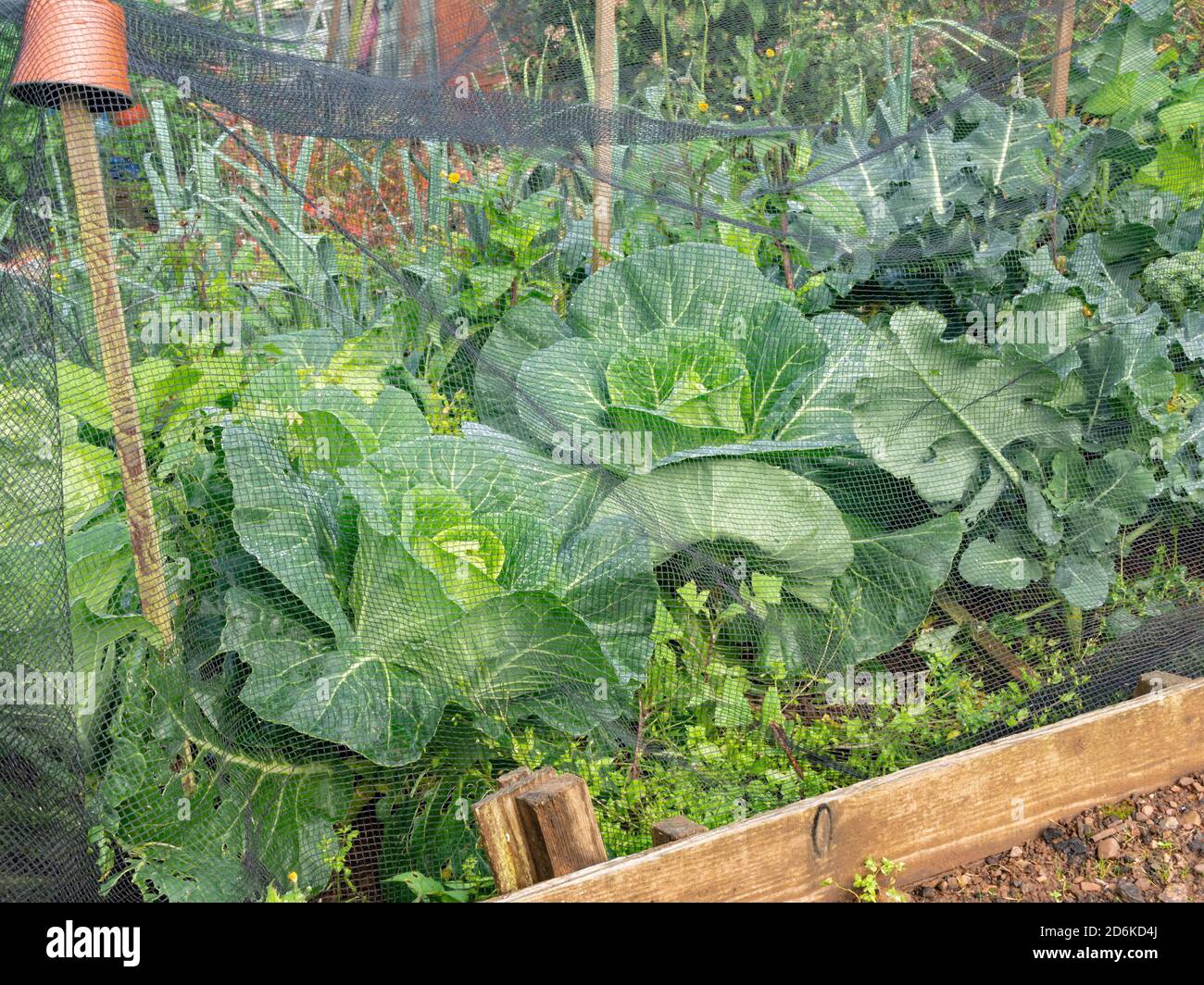 Vegetables under netting, raised bed Stock Photo - Alamy