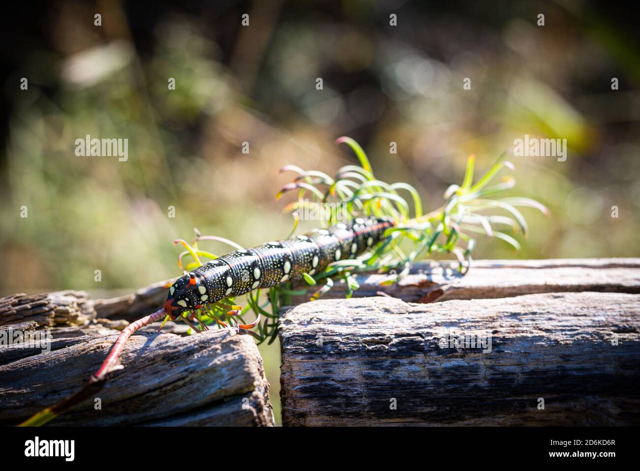 Caterpillar worm in the grass - Euphorbia Stock Photo - Alamy