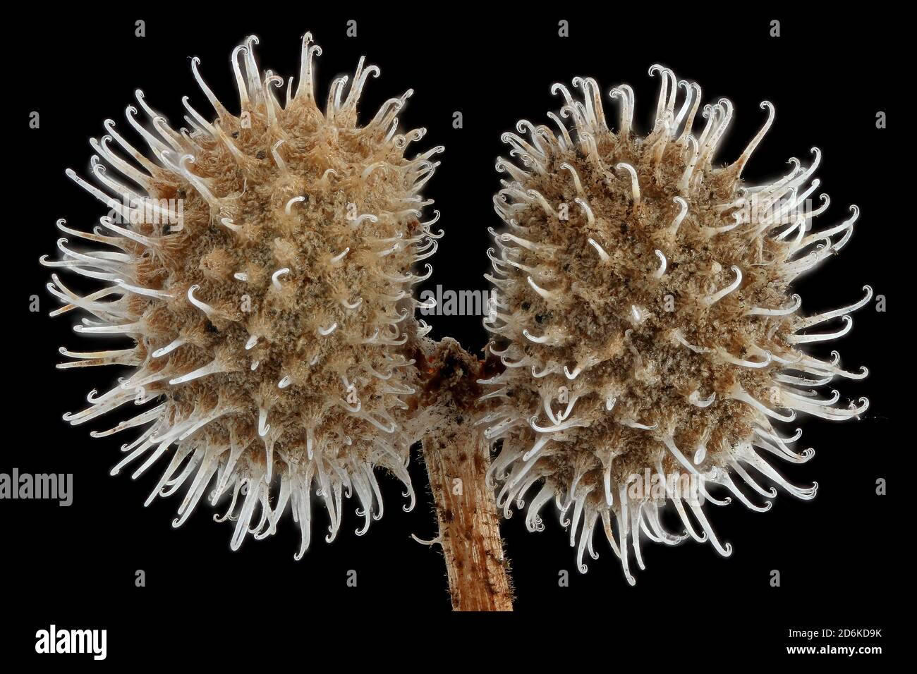 Cleavers hi-res stock photography and images - Alamy