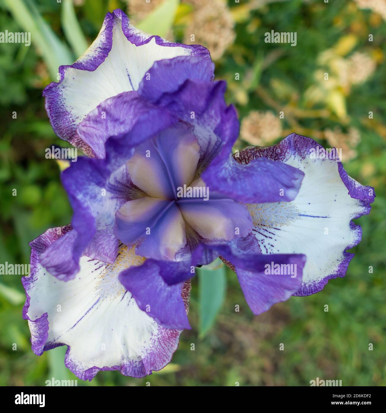 Triangular petals hi-res stock photography and images - Alamy