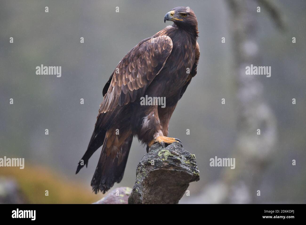Adler, Eagle, Steinadler, Vogel, Bird, Aquila chrysaetos, Golden eagle ...