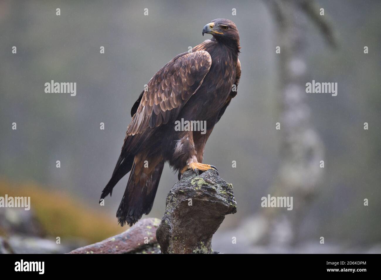 Adler, Eagle, Steinadler, Vogel, Bird, Aquila chrysaetos, Golden eagle ...