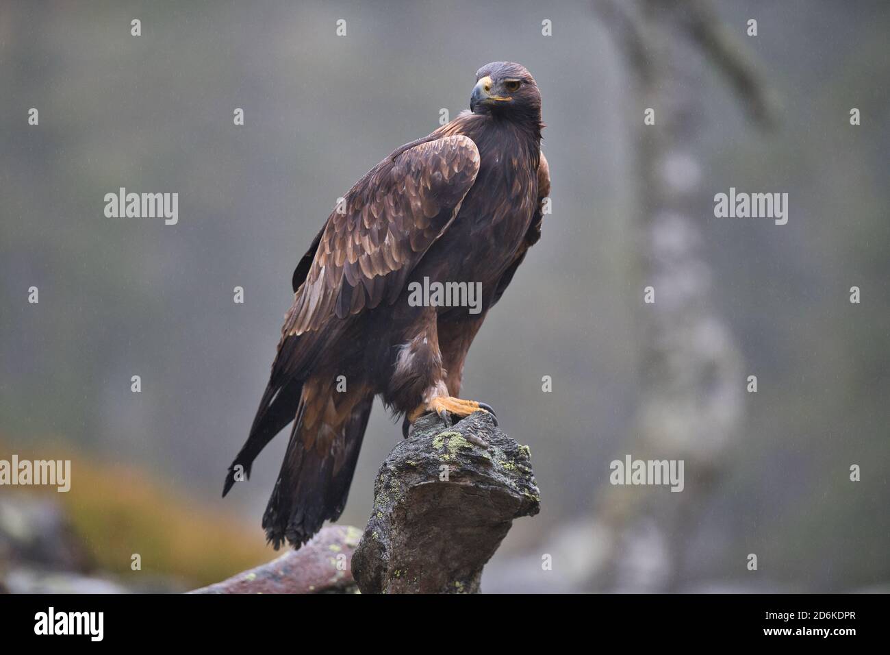 Adler, Eagle, Steinadler, Vogel, Bird, Aquila chrysaetos, Golden eagle ...