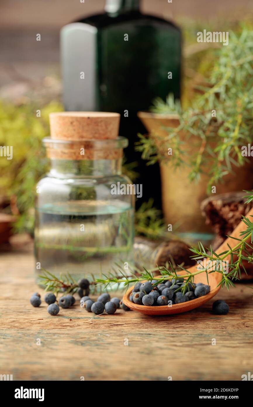 Juniper tincture and juniper berries on an old wooden table. In the background branches of ...