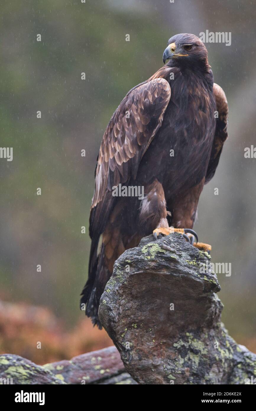Adler, Eagle, Steinadler, Vogel, Bird, Aquila chrysaetos, Golden eagle ...