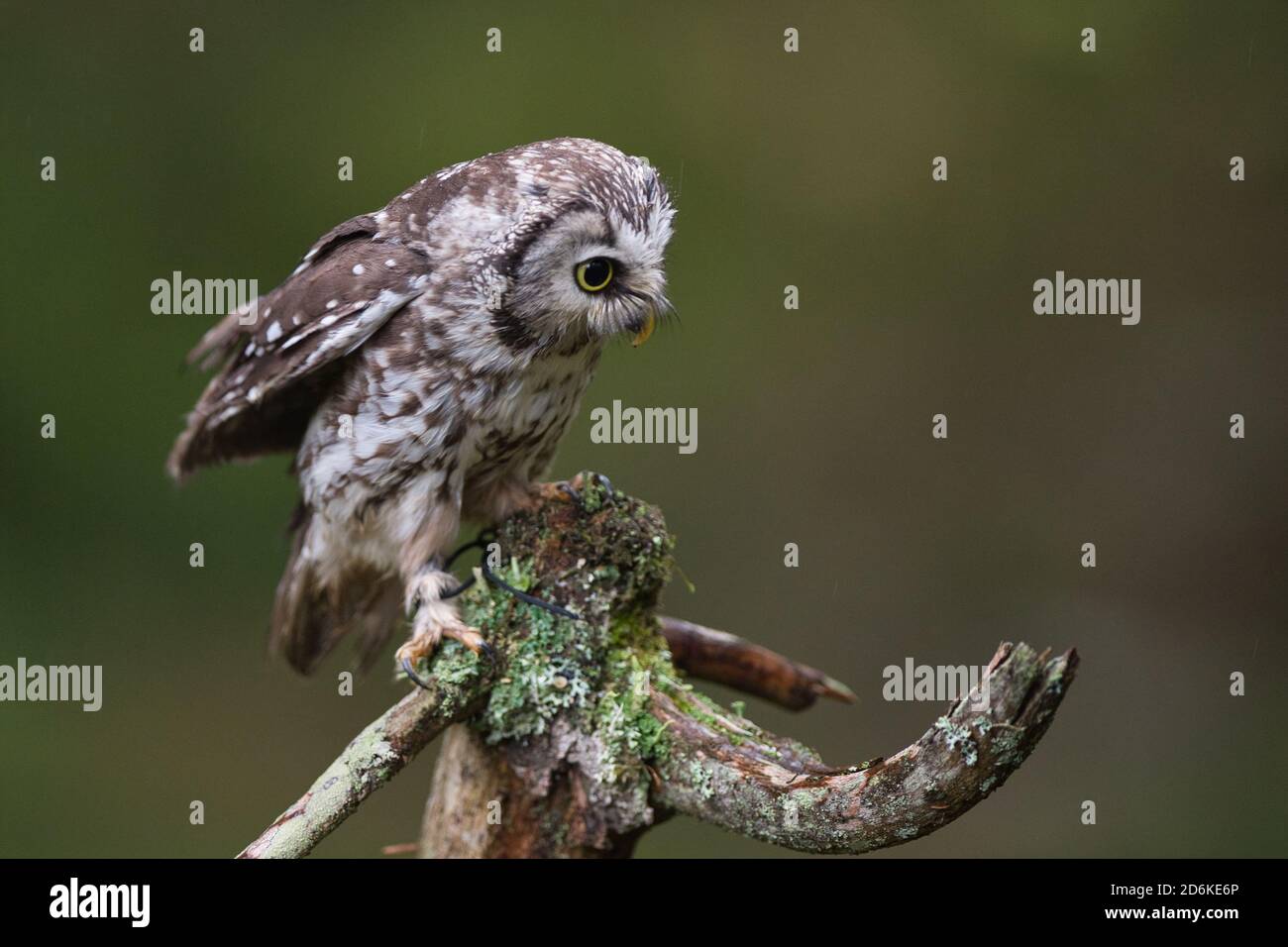 Eule, Kauz, Vogel, Bird, Aegolius funereus, Rauhfusskauz, Boreal owl ...