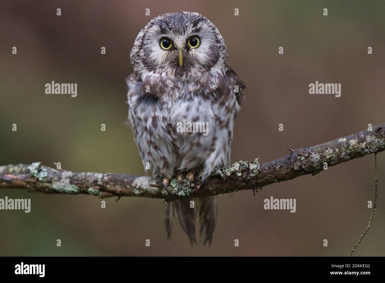 Eule, Kauz, Vogel, Bird, Aegolius funereus, Rauhfusskauz, Boreal owl ...