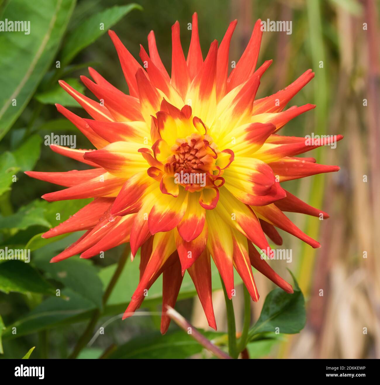 Red and yellow pointy Flowers Stock Photo - Alamy