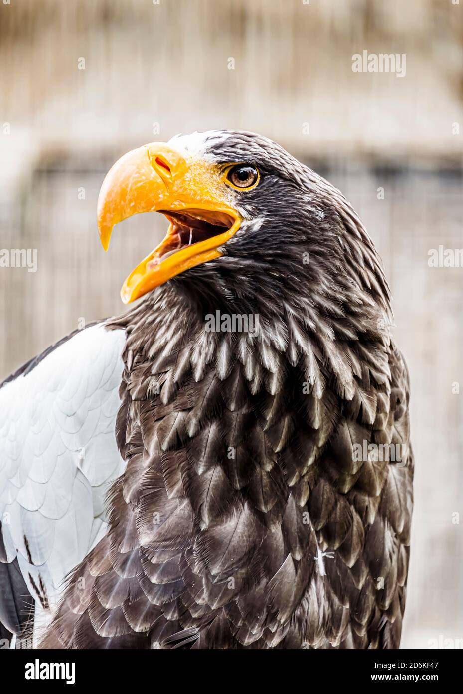 Portrait of a Steller Sea Eagle Stock Photo - Alamy