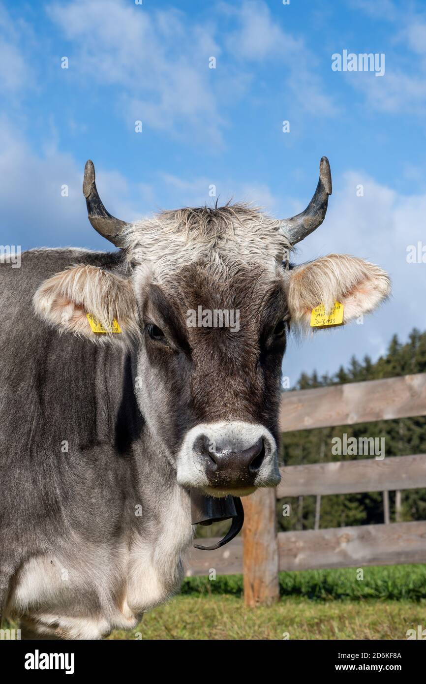 Vertical closeup shot of a cow on a farm staring at the camera Stock ...