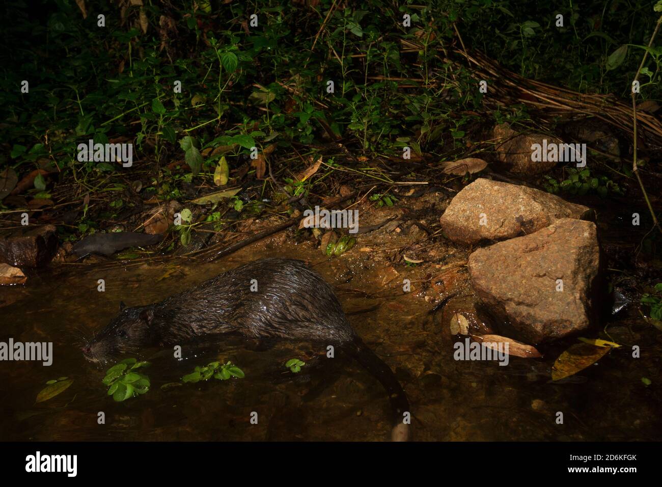 Rakali hi-res stock photography and images - Alamy