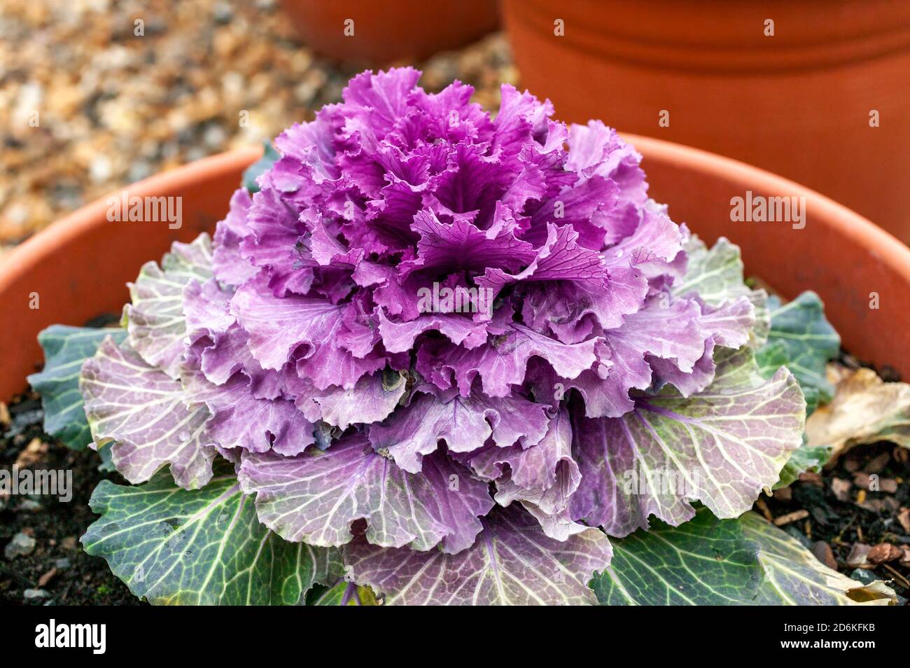 Kale 'Red Pigeon' an ornamental flowering brassica oleracea vegetable ...