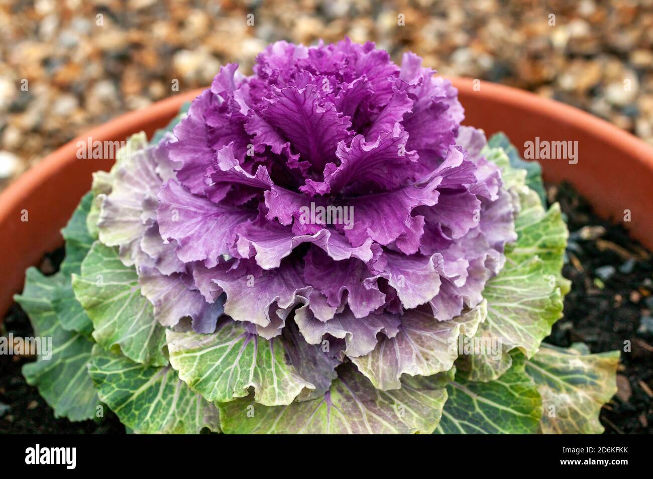 Brassica oleracea purple pigeon hi-res stock photography and images - Alamy