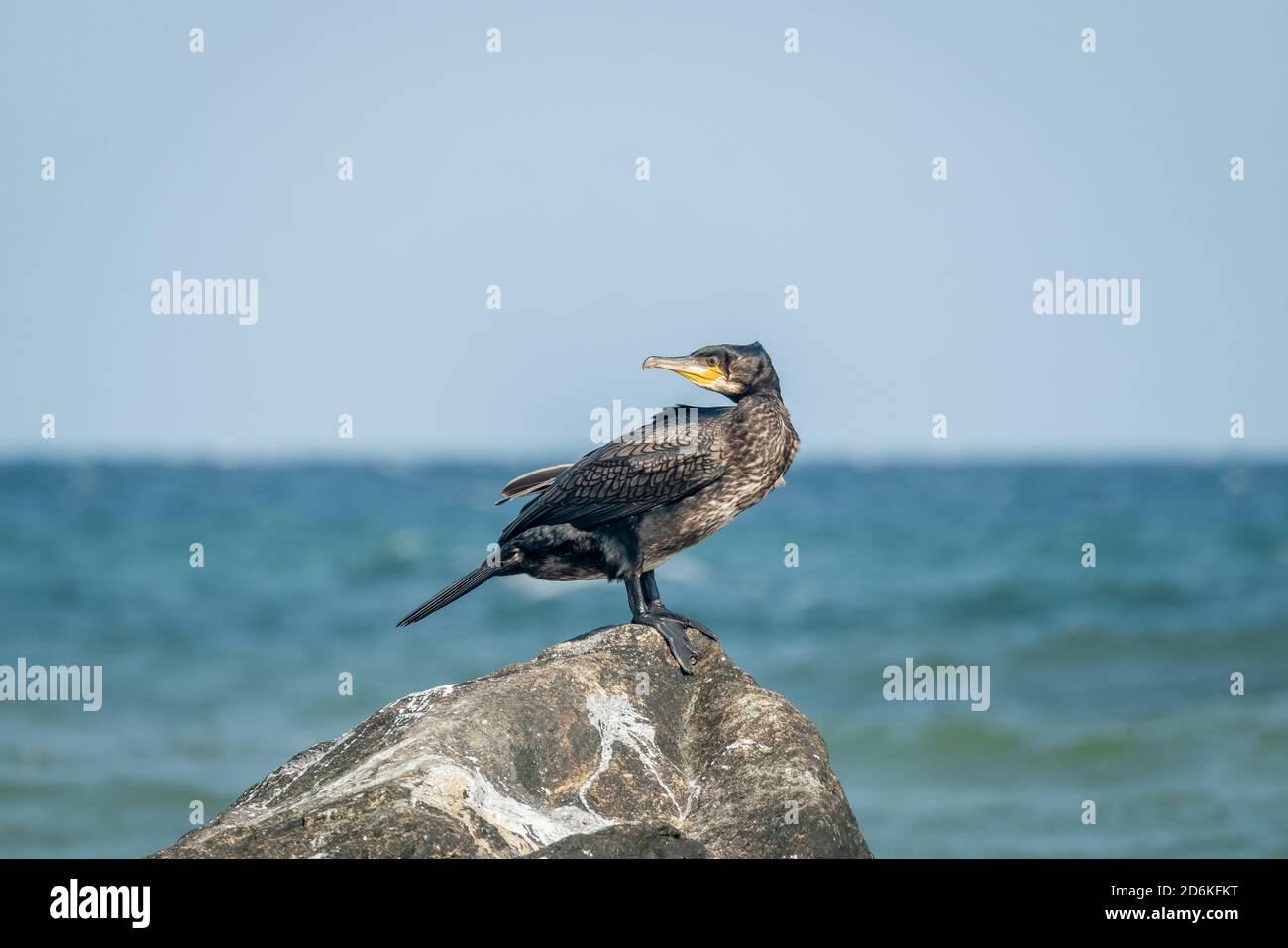 Close up of a cormorant bird at the seaside of the german baltic sea ...