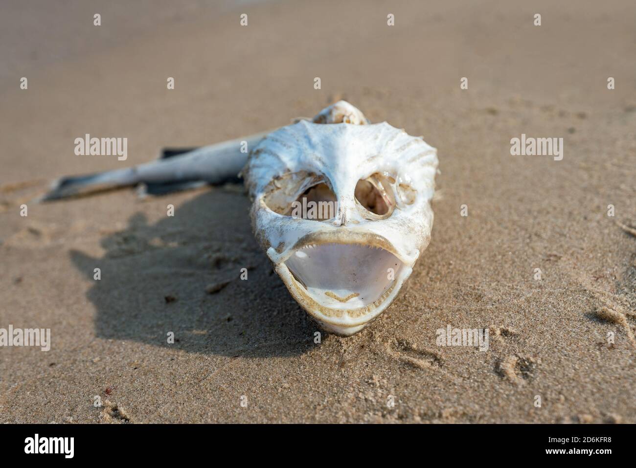 Creepy skull of a dead fish, probably a ling, on the beach of the ...