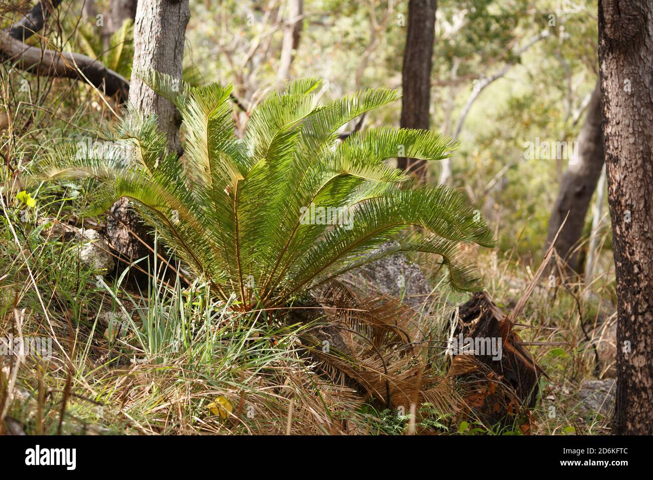 Cycad in the Paluma Range National Park, Queensland, Australia Stock ...