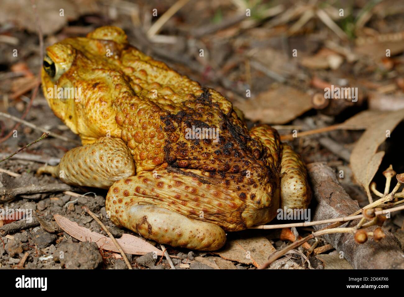 Cane Toad (Rhinella marinus) with bat droppings on its back Stock Photo ...
