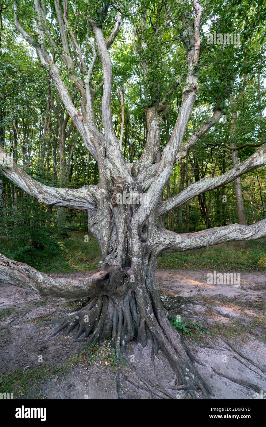 Enchanted old ent-like tree beeing part of the fairy forest near ...