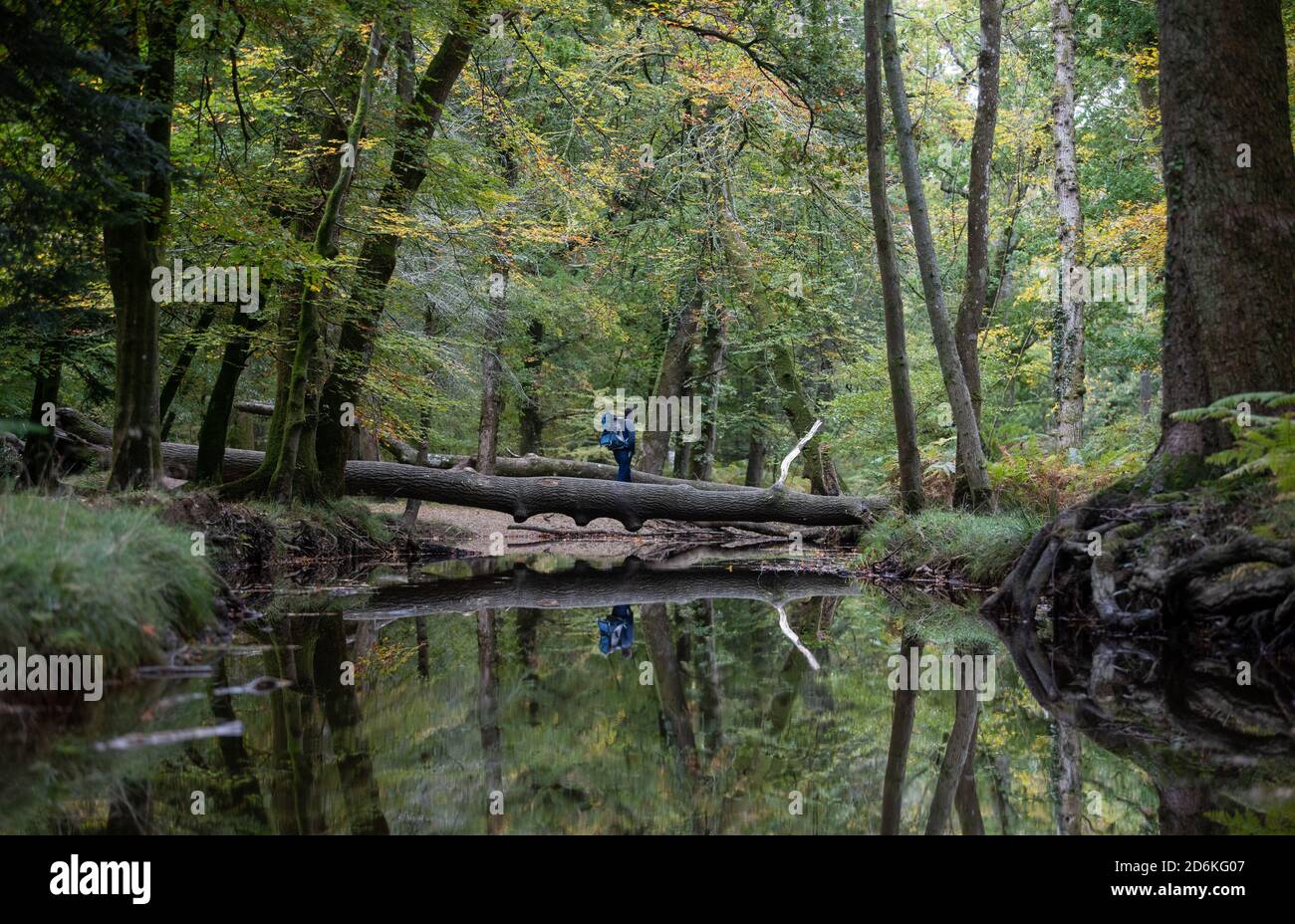 Woodland ampics hi-res stock photography and images - Alamy