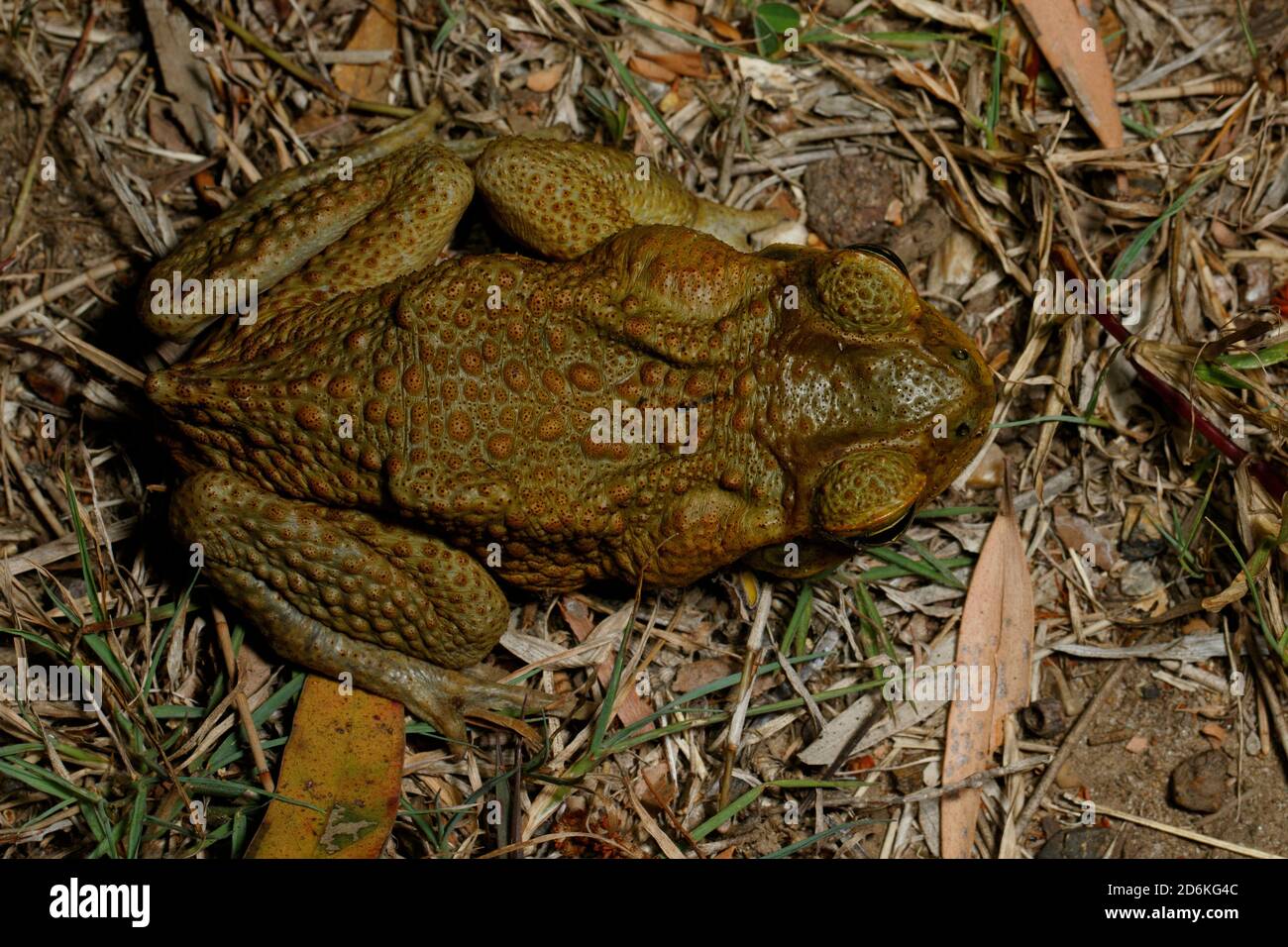Front limb missing hi-res stock photography and images - Alamy