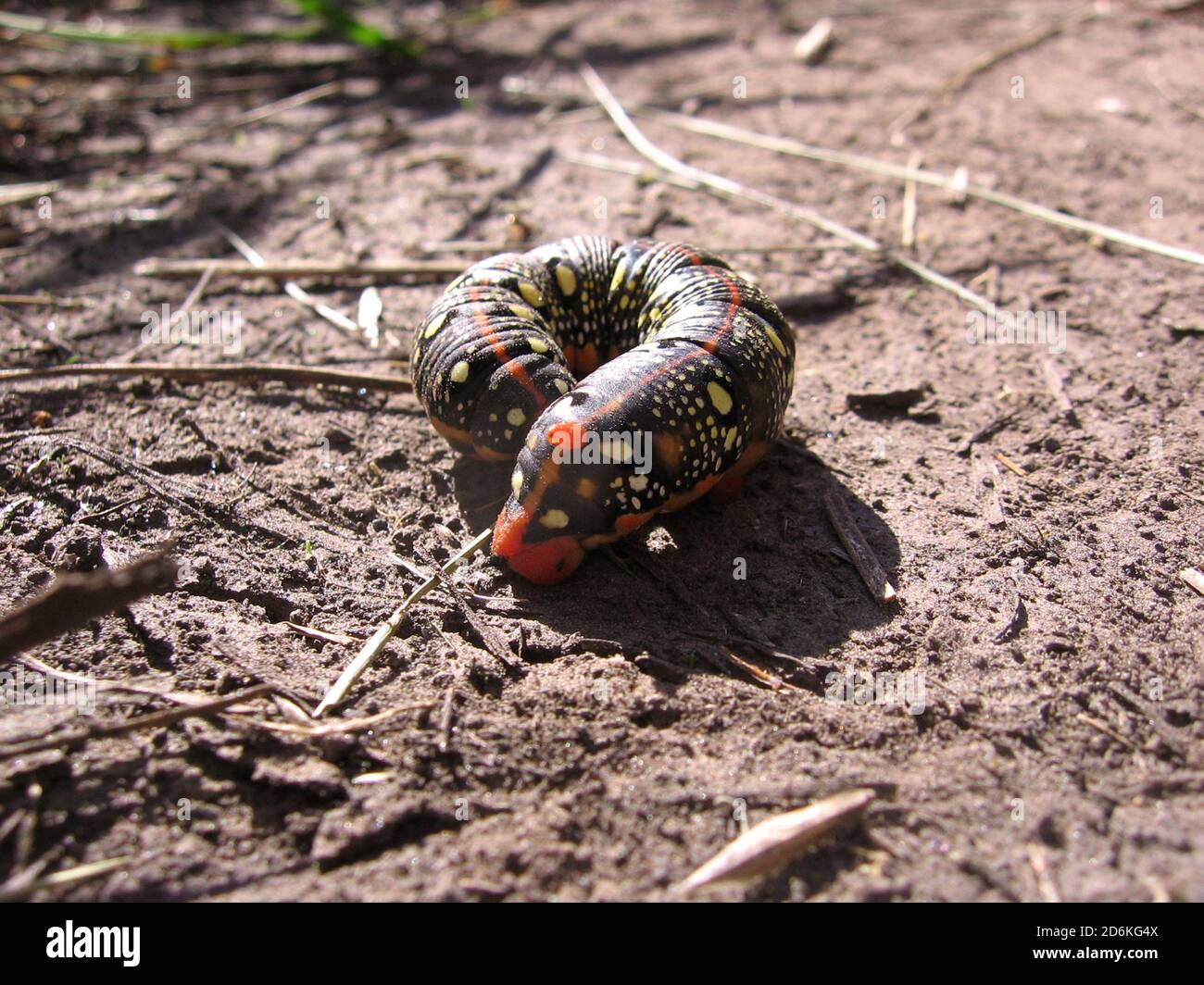 a large spotted the larva of a caterpillar pest red insect head Stock ...