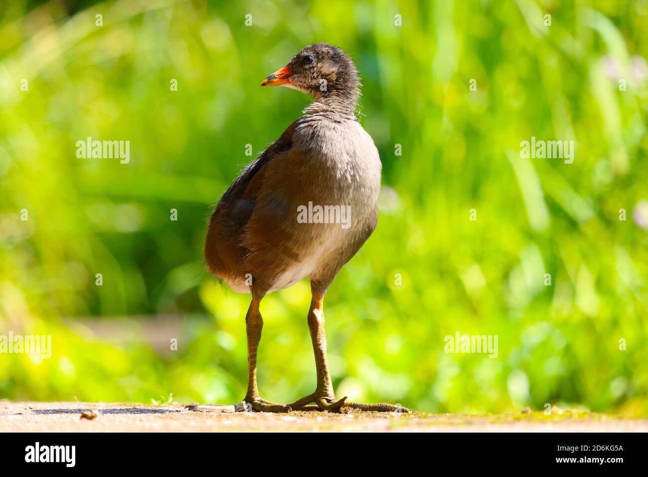 Young common moorhen chick, gallinula chloropus in frontal view ...