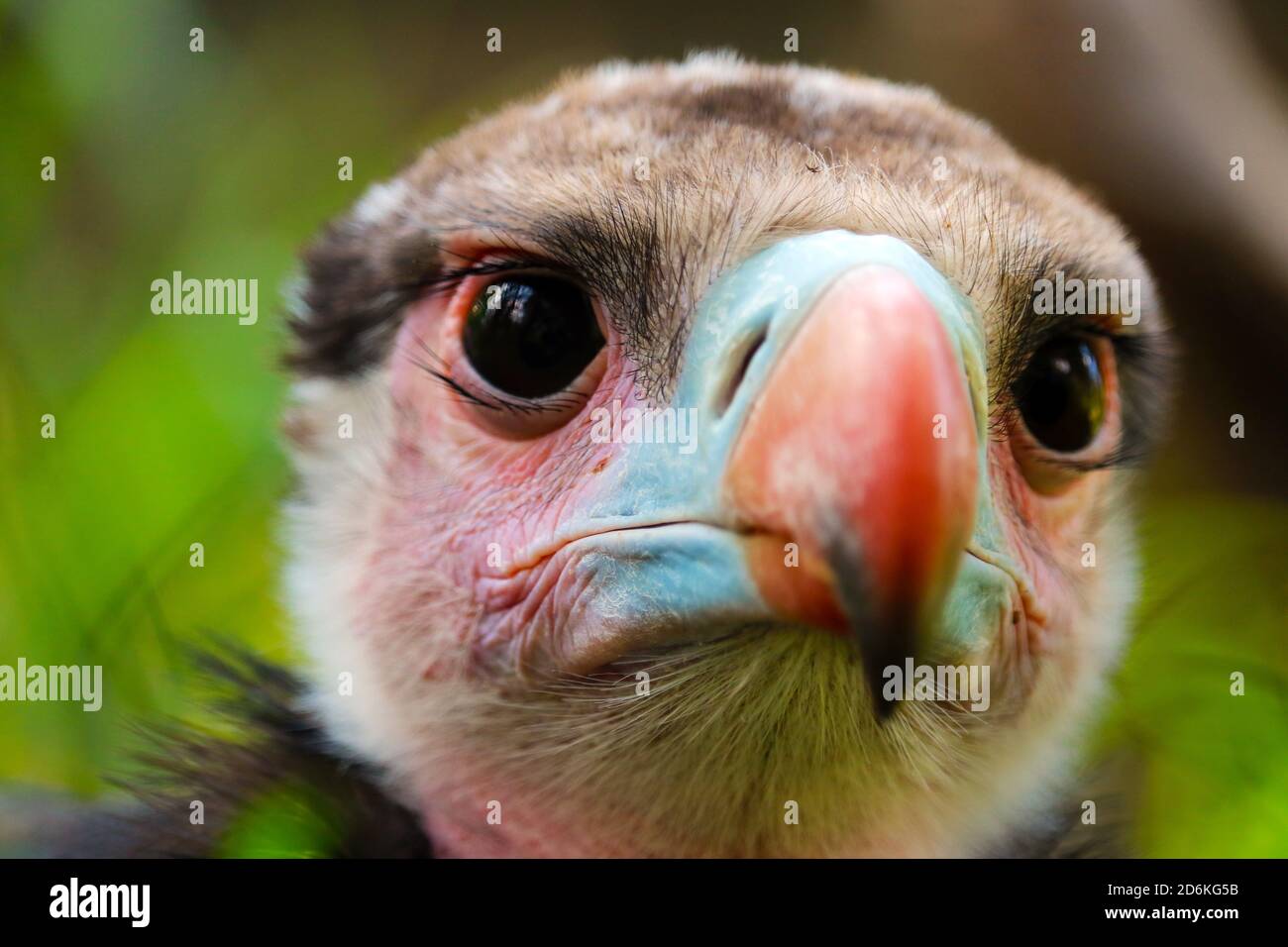 Vulture face portrait hi-res stock photography and images - Alamy