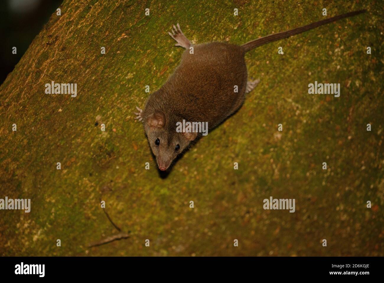 Subtropical Antechinus (Antechinus subtropicus) at base of tree in D ...