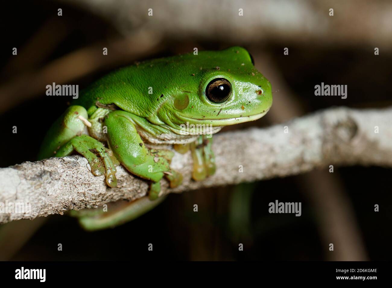 Green Tree Frog (Litoria caerulea Stock Photo - Alamy