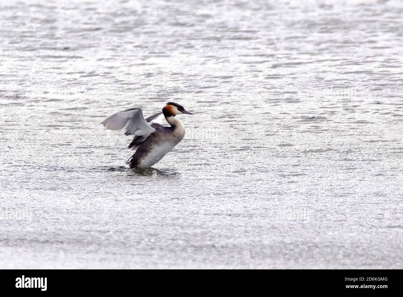 Grebe on the lake Stock Photo - Alamy