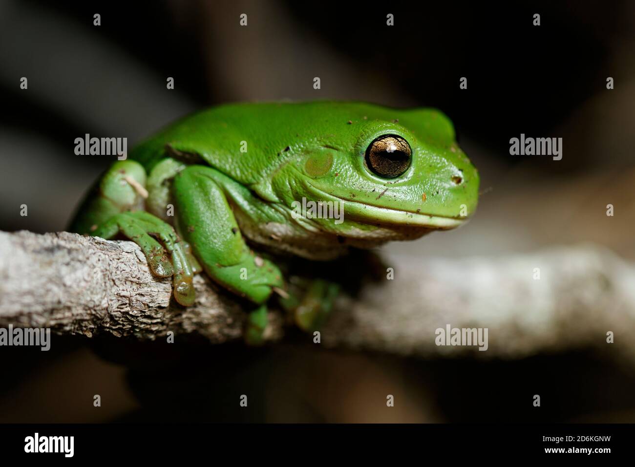 Green Tree Frog (Litoria caerulea Stock Photo - Alamy
