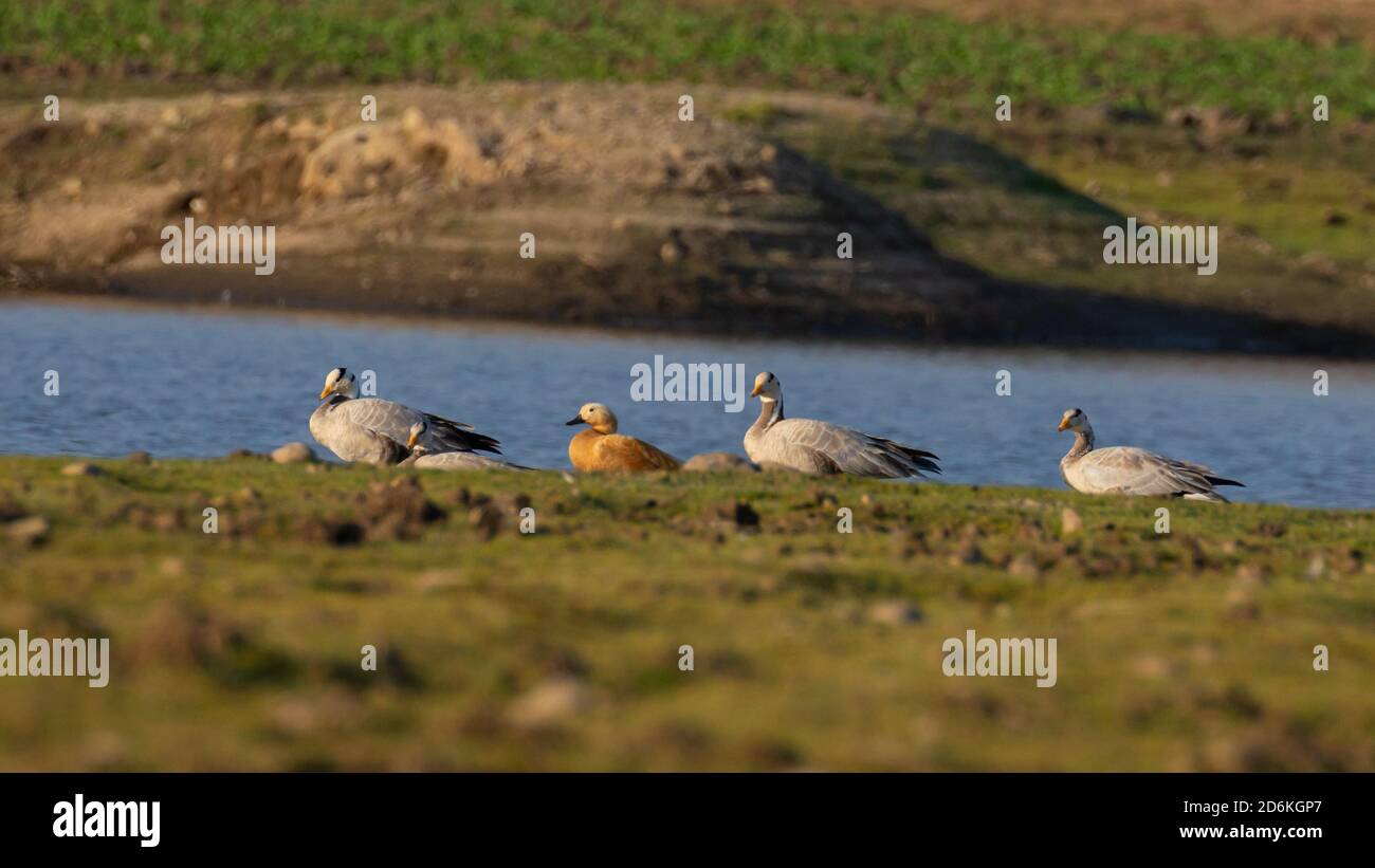 Indian goose hi-res stock photography and images - Alamy