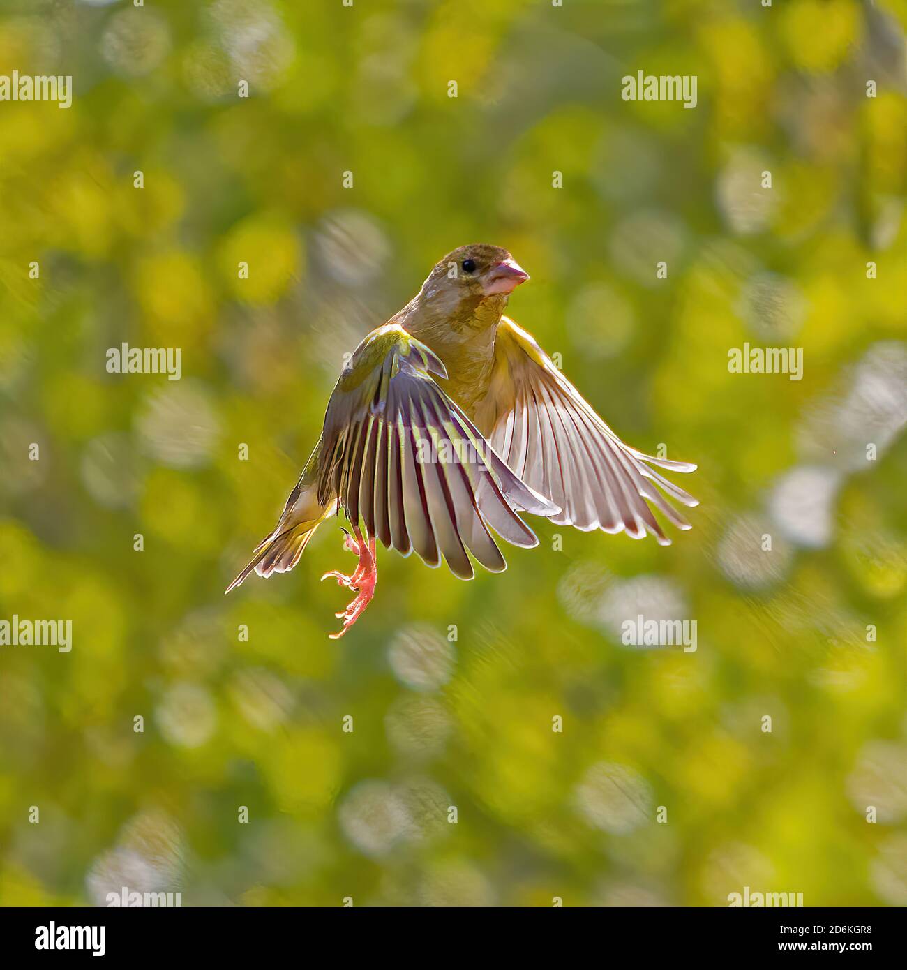 Green finch in flight Stock Photo - Alamy