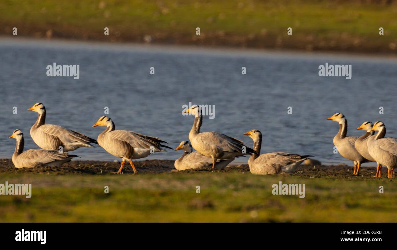 Indian goose hi-res stock photography and images - Alamy