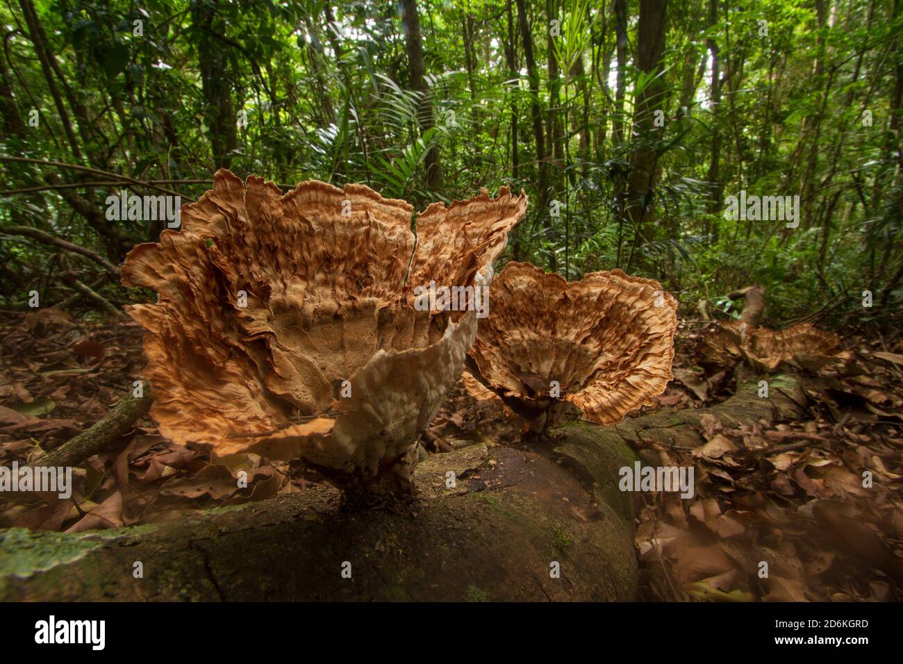 Cymatoderma elegans fungi in D'Aguilar National Park Stock Photo - Alamy