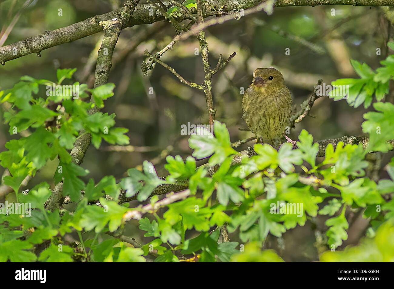 Green finch in flight Stock Photo - Alamy
