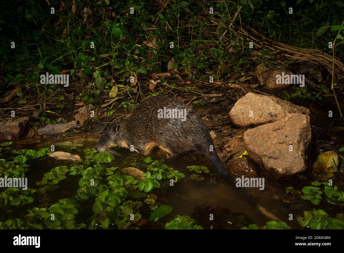 Rakali hi-res stock photography and images - Alamy