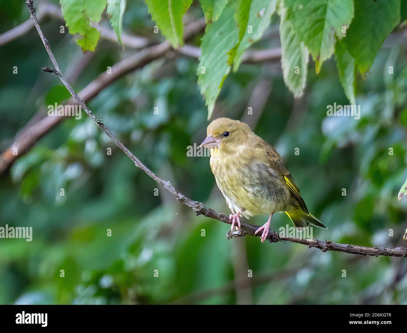 Green finch in flight Stock Photo - Alamy