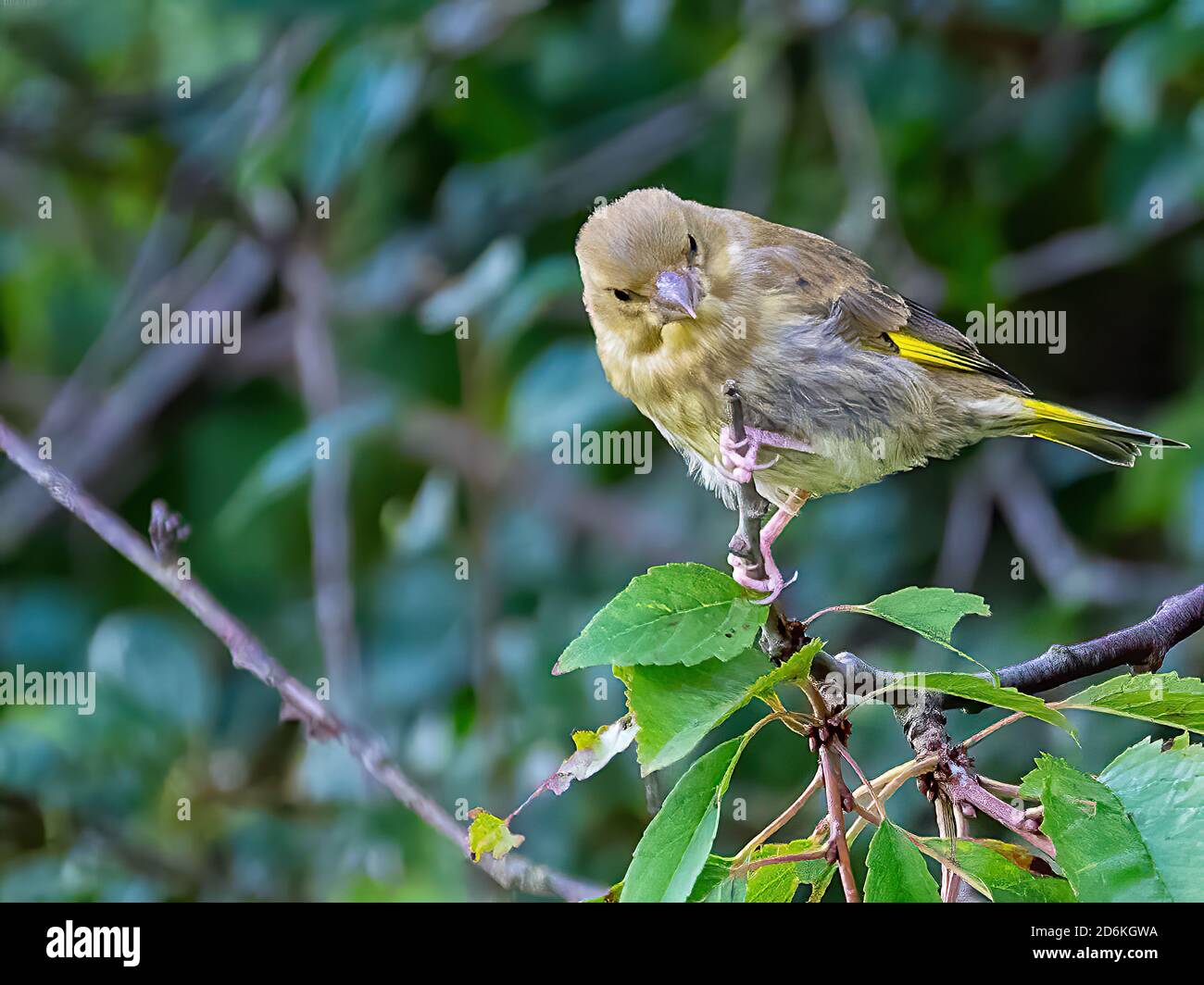Finch tree hi-res stock photography and images - Alamy