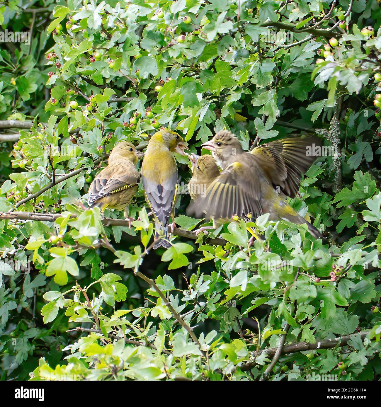 Finch in tree hi-res stock photography and images - Alamy