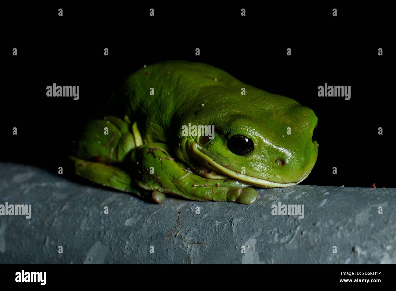 Green Tree Frog (Litoria caerulea Stock Photo - Alamy